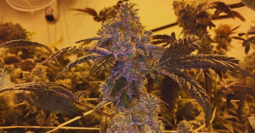 Motorbreath Strain: Everything You Need To Know ...