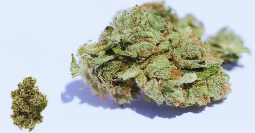 Jet Fuel Strain: Everything You Need To Know - cannabiscreativeagency.com