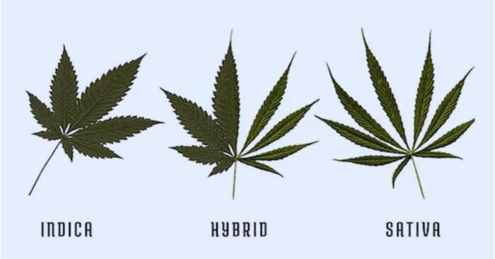 How Many Grams In An Eighth: A Simple Guide - cannabiscreativeagency.com